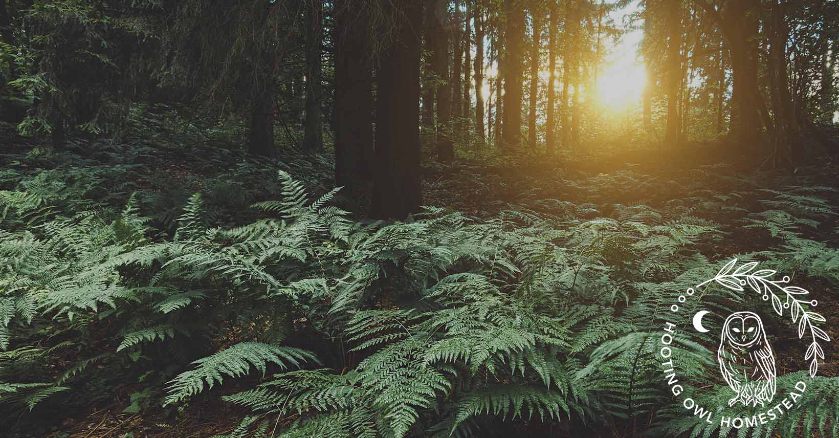 Social | Hooting Owl Homestead